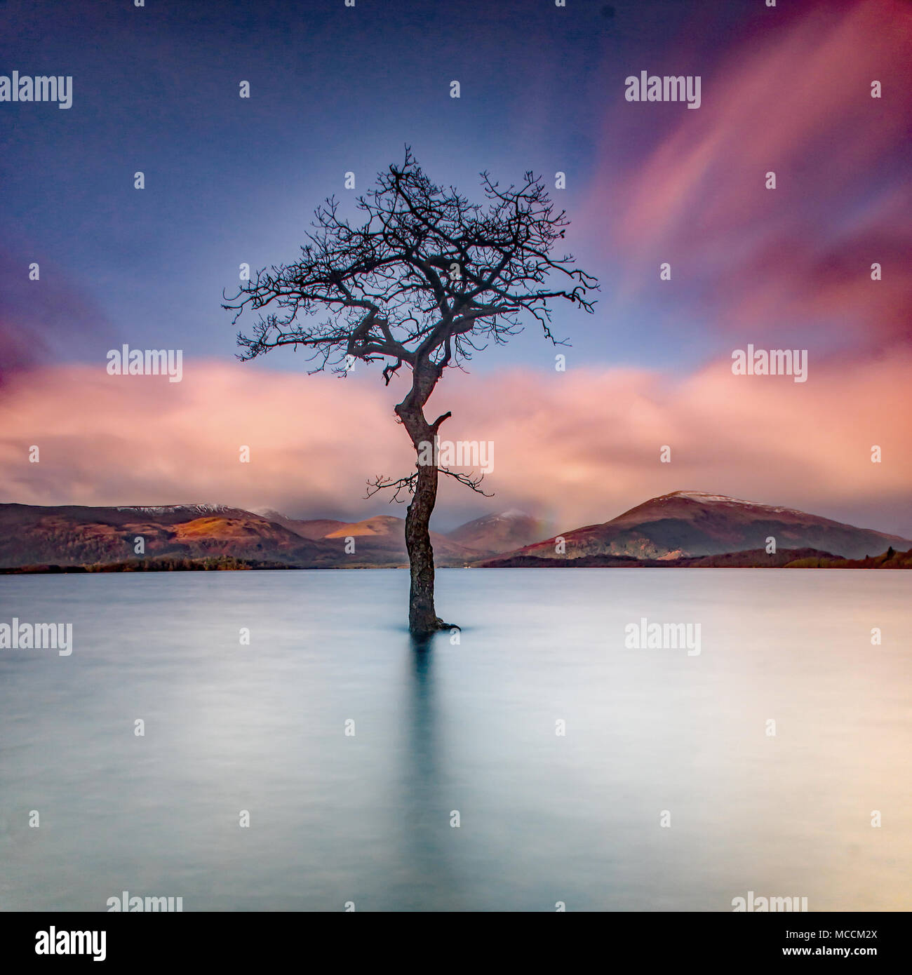 Famous tree hi-res stock photography and images - Alamy