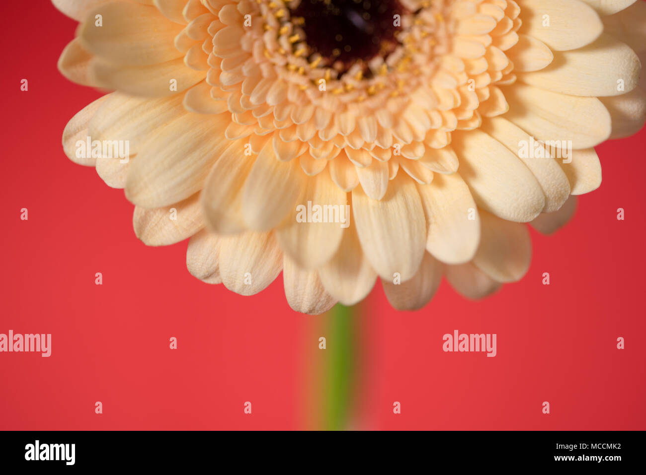 Gerbera cultivation hi-res stock photography and images - Alamy