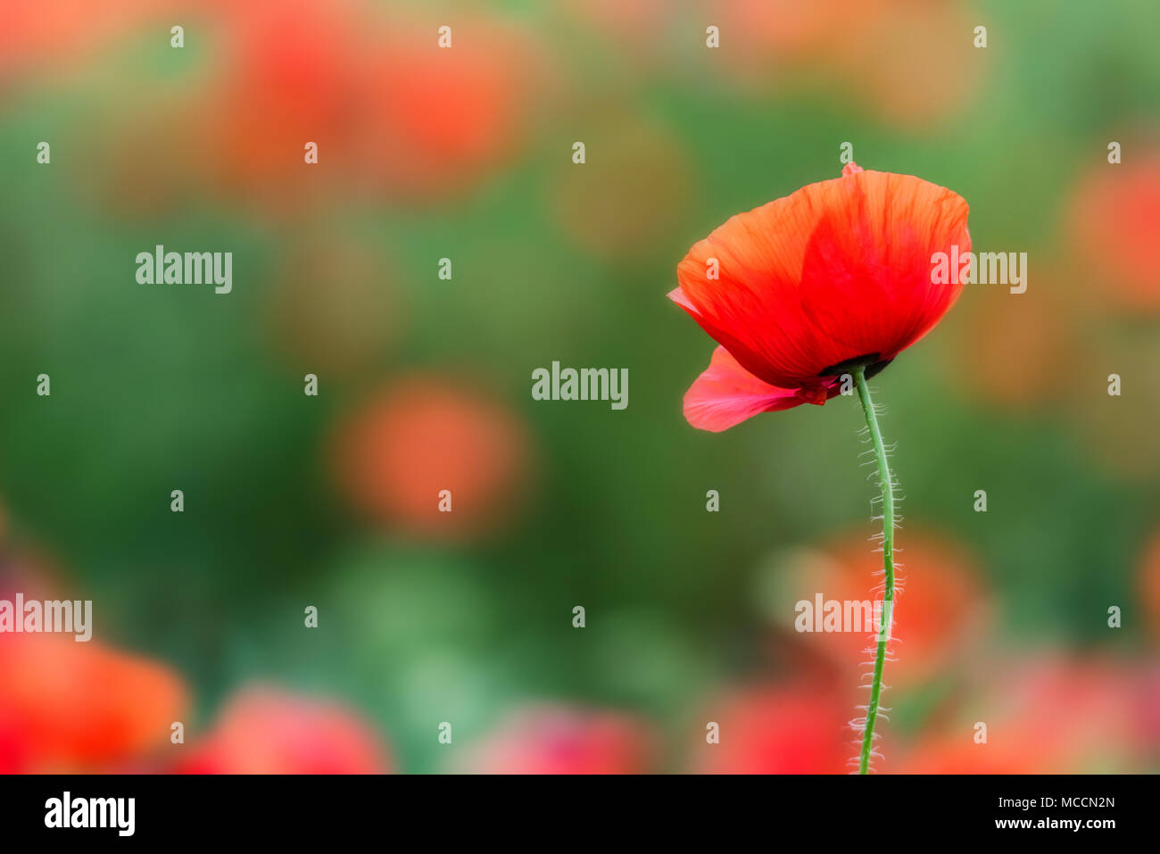 Single poppy flower with poppy field background Stock Photo - Alamy