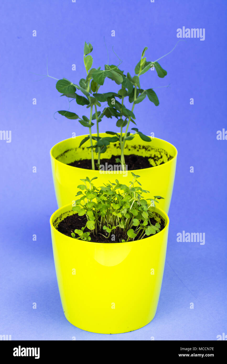 Green pot with young shoots of vegetable herbs. Studio Photo Stock ...