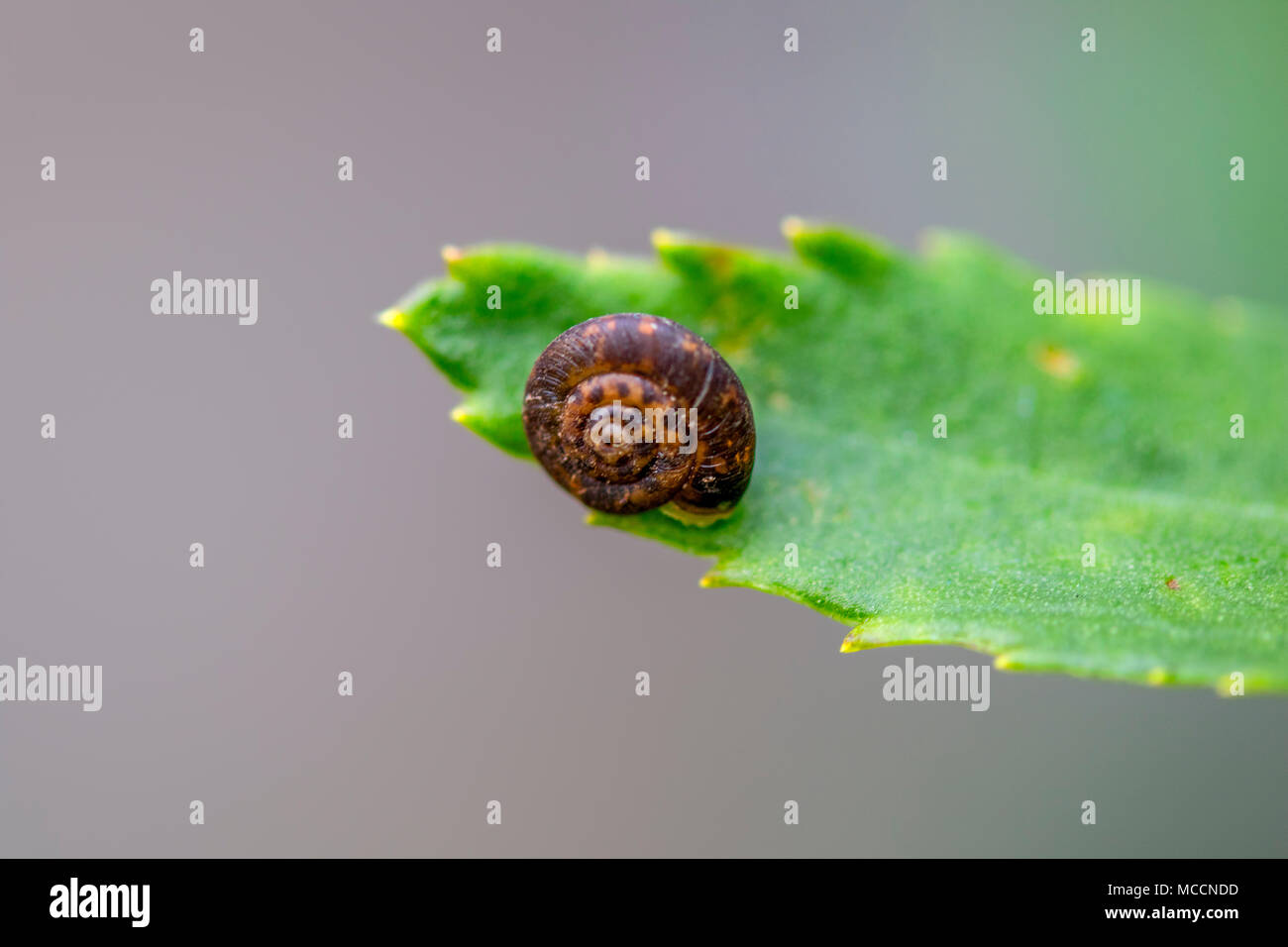 Macro photograph of tiny snail shell attached to plant in a Spring ...