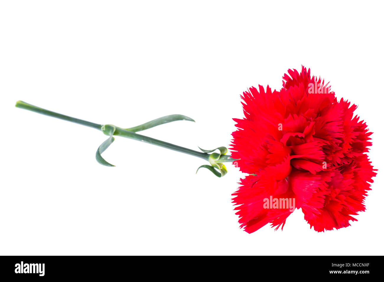 One red carnation isolated on white background. Studio Photo Stock ...