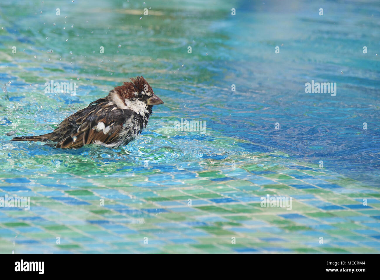 Male sparrow bathing in shallow swimming pool water Stock Photo - Alamy