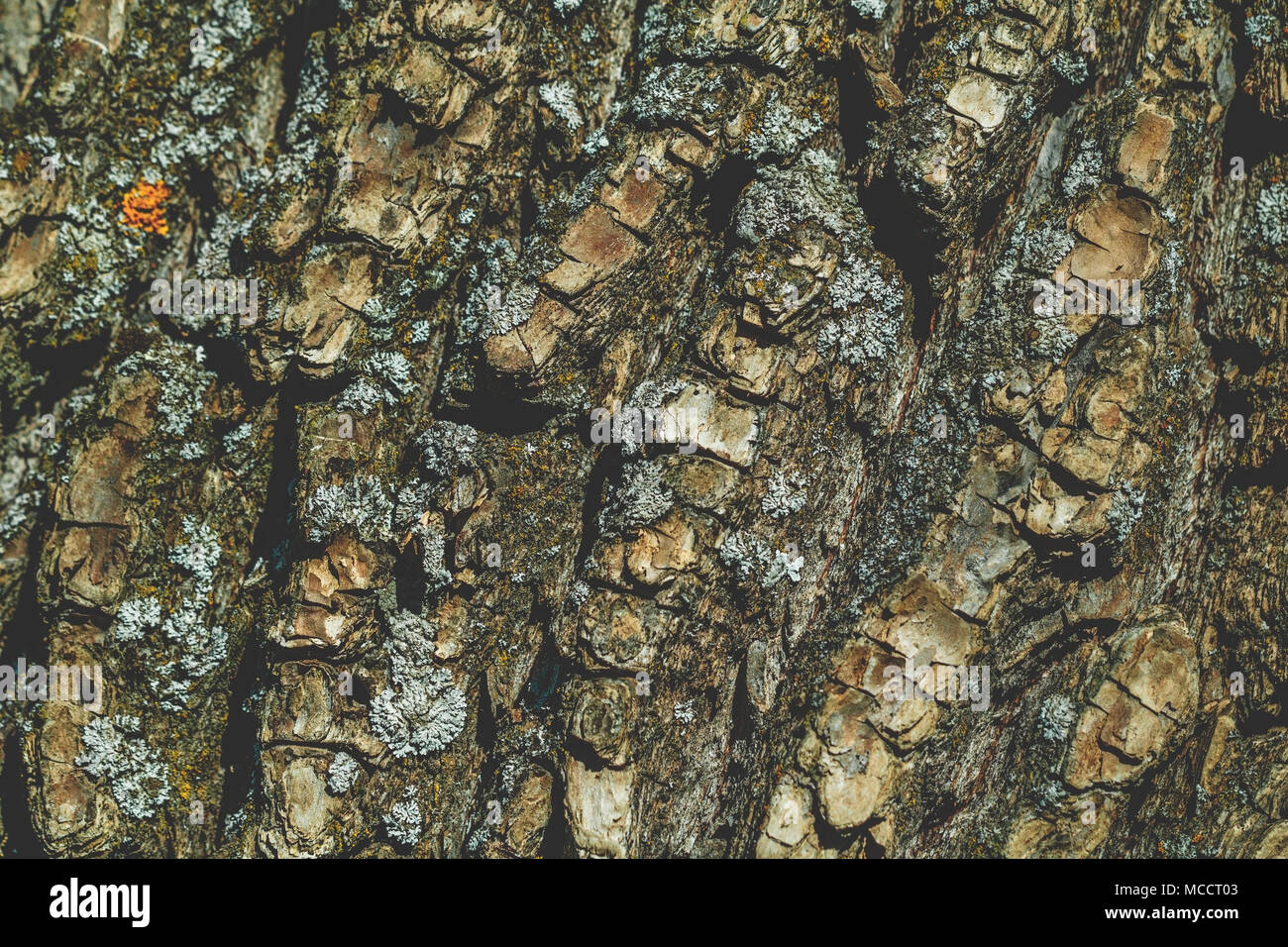 Full frame background of a texture of a tree bark. Macro photography Stock Photo - Alamy