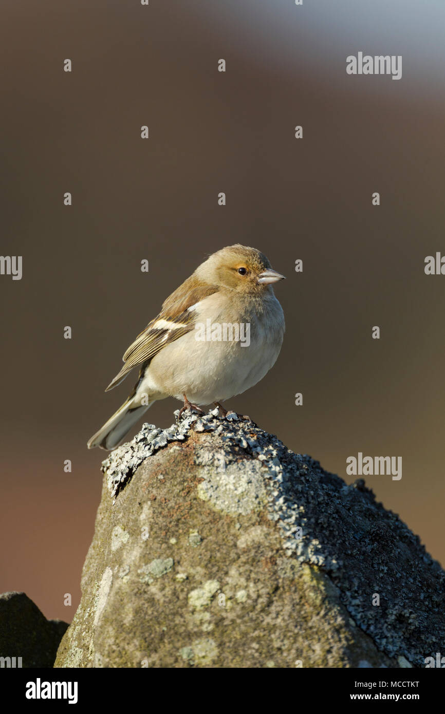 Juvenile chaffinch hi-res stock photography and images - Alamy