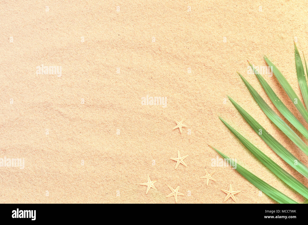 Tropical Background. Palm tree branch with starfish on sandy background ...