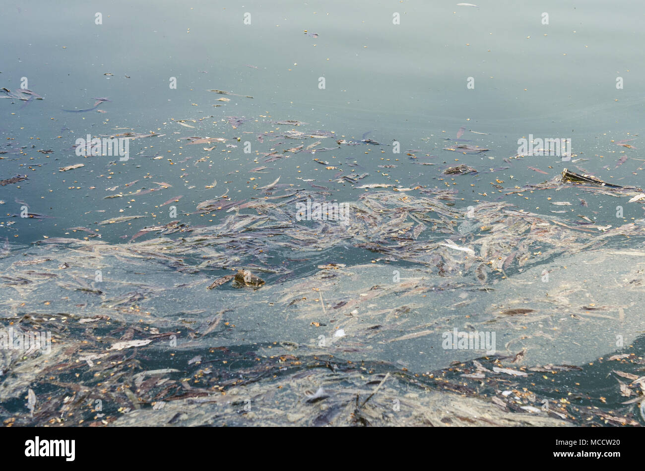 Surface Water Pollution