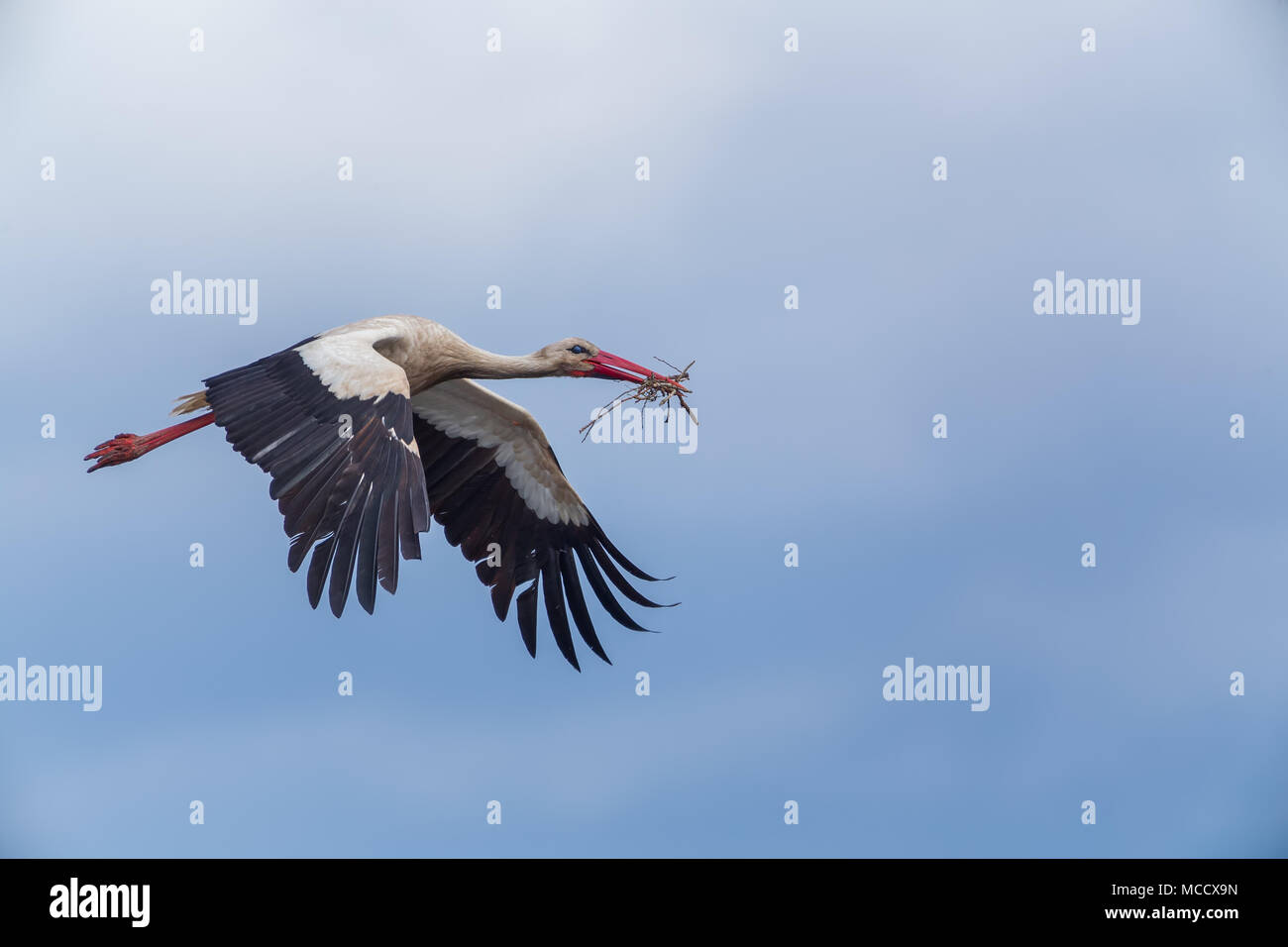 Beauty white stork flying hi-res stock photography and images - Alamy