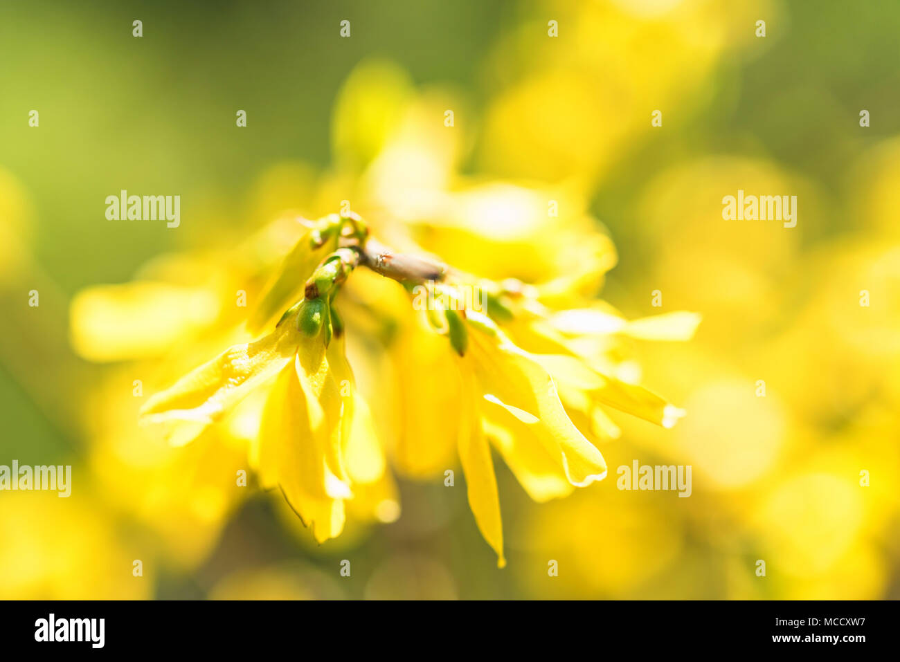 Yellow flowers of currant in bloom close Stock Photo - Alamy