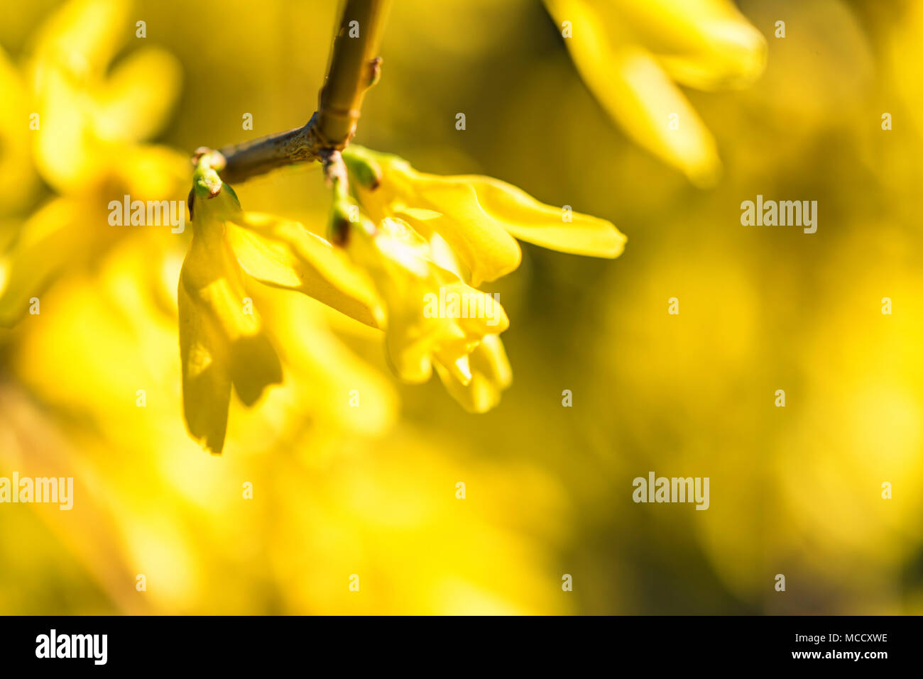 Yellow flowers of currant in bloom close Stock Photo - Alamy