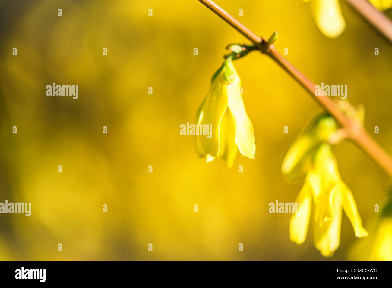 Yellow flowers of currant in bloom close Stock Photo - Alamy