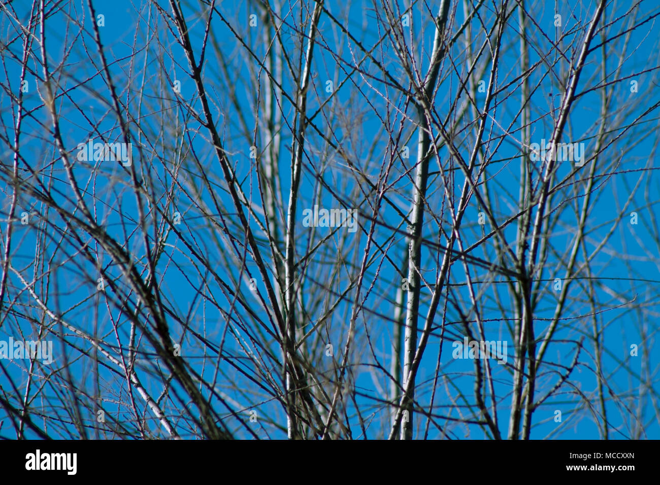 tree branches without leaves against the blue sky ,winter Stock Photo ...