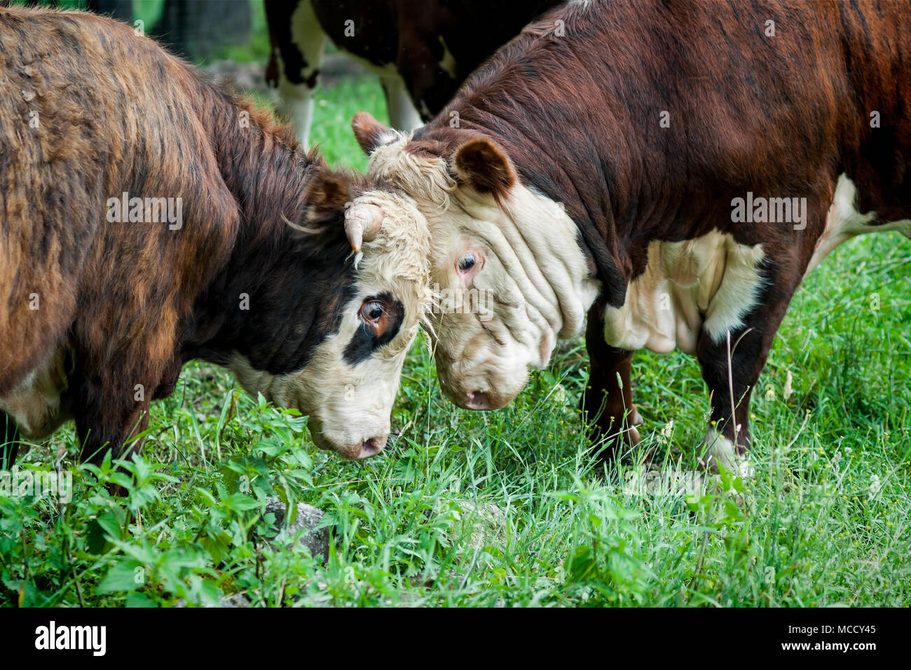 Bull heads hi-res stock photography and images - Alamy