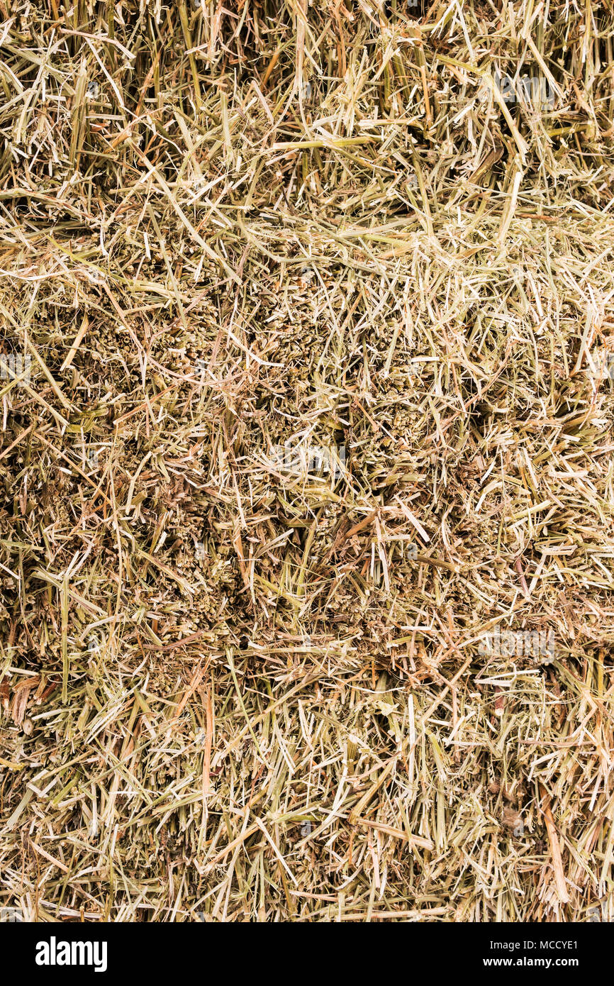 Background of dry hay, extruded and laid end to the camera Stock Photo ...