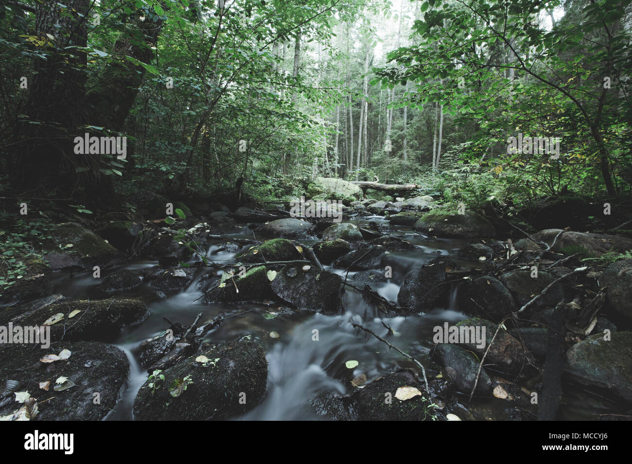 Lithuanian forest hi-res stock photography and images - Alamy