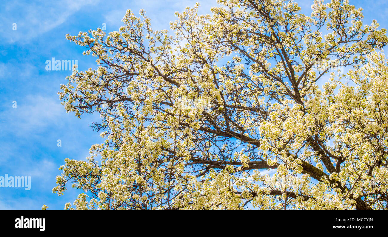 cherry blossom tree with white and pale yellow blossoms in springtime ...
