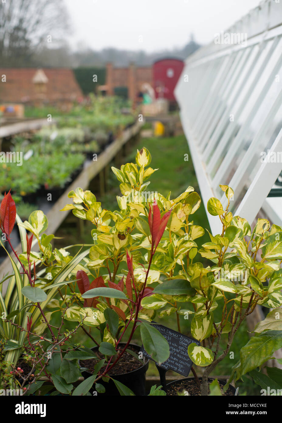 Variegated foliage hedge hi-res stock photography and images - Alamy