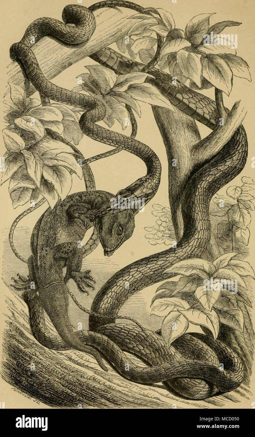 Sketches of the natural history of Ceylon : with narratives and ...