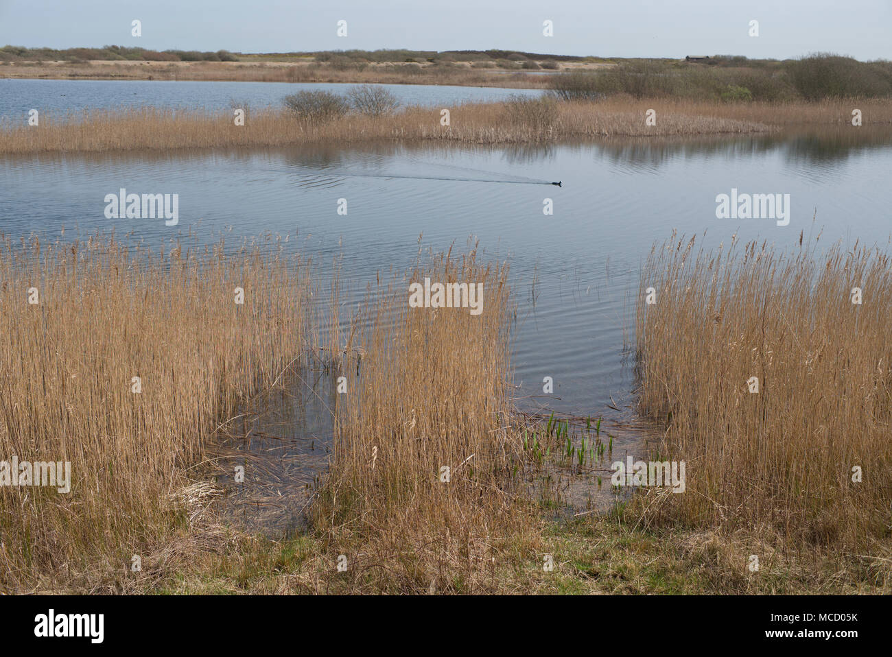 Dungeness Nature Bird Reserve Stock Photo - Alamy