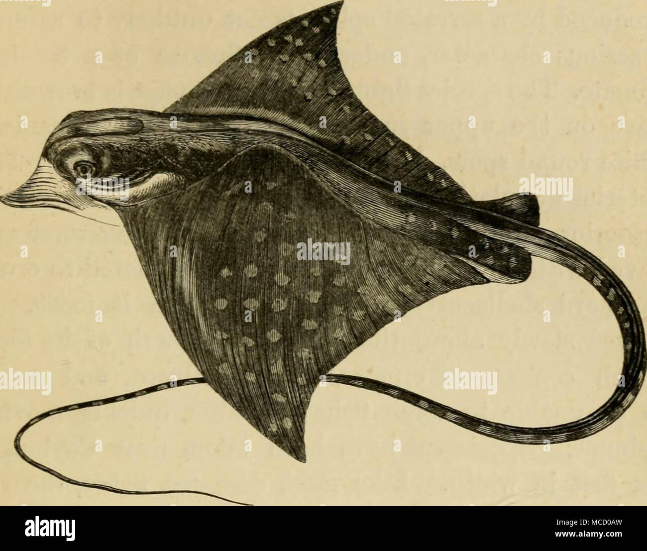 Sketches of the natural history of Ceylon : with narratives and ...