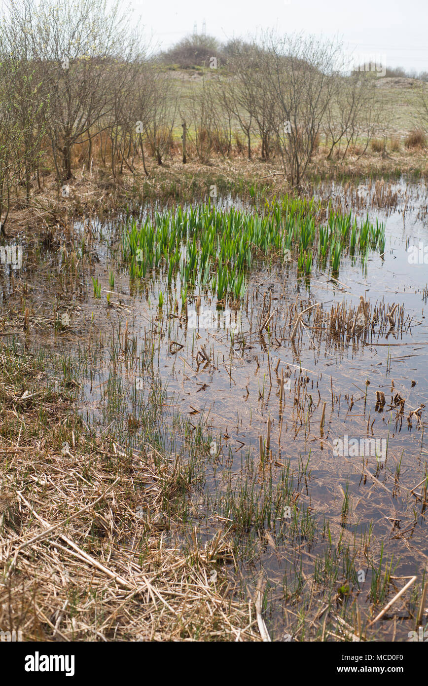 Dungeness Nature Bird Reserve Stock Photo - Alamy