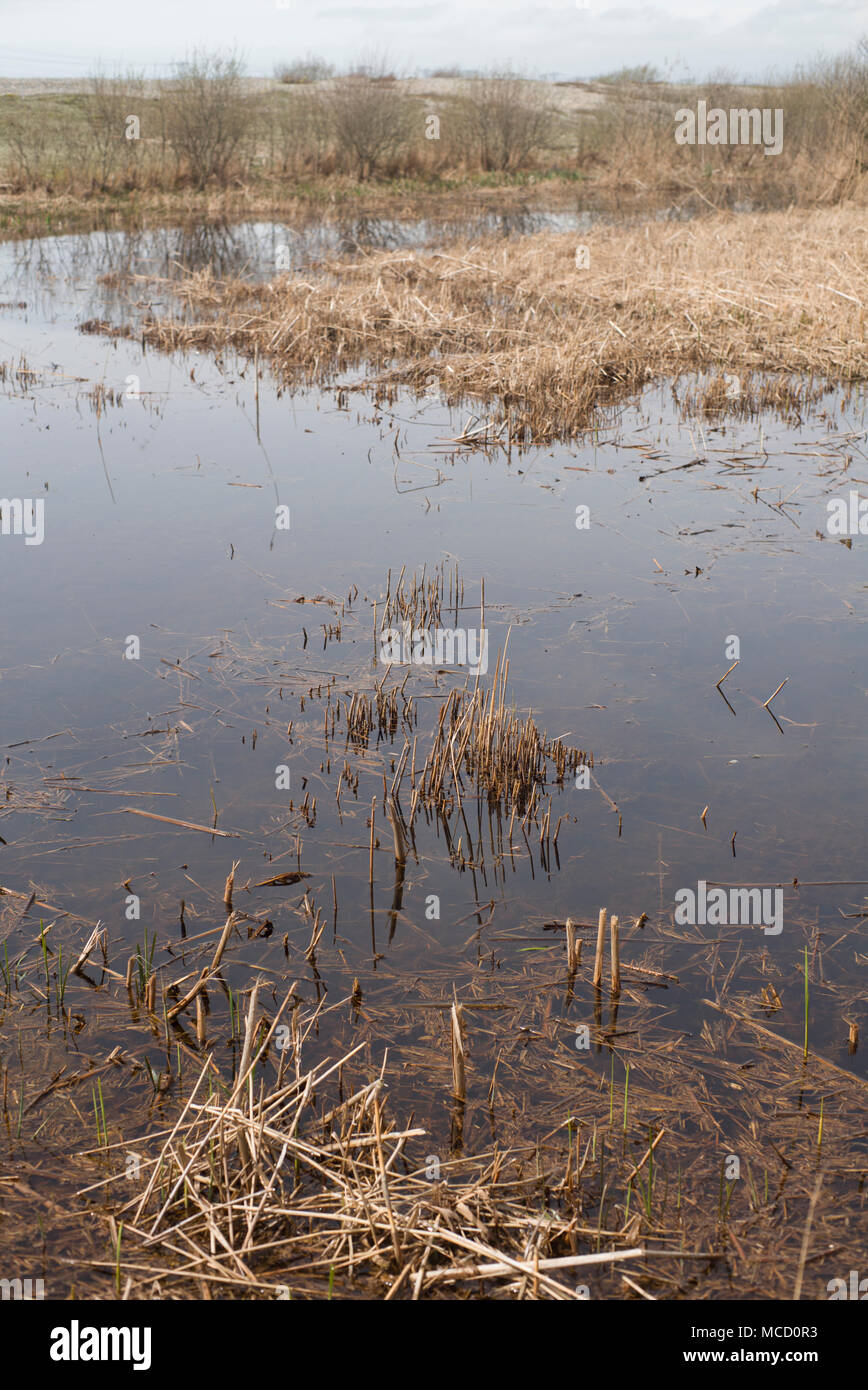 Dungeness Nature Bird Reserve Stock Photo - Alamy