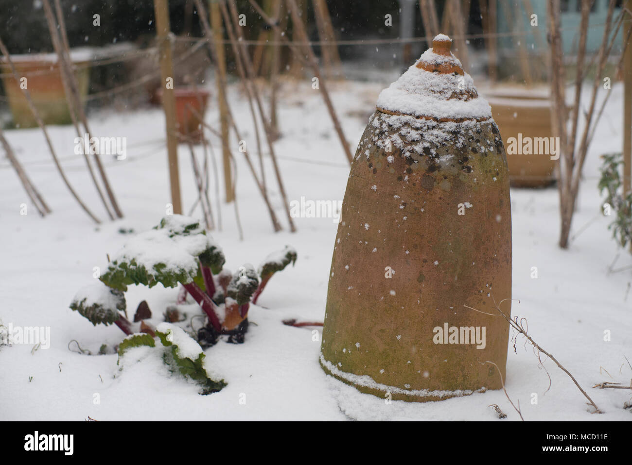 Rhubarb forcer on a vegetable plot in winter Stock Photo - Alamy