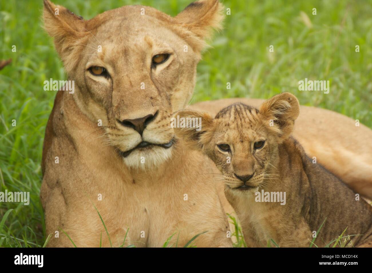 Lioness and cub Stock Photo - Alamy