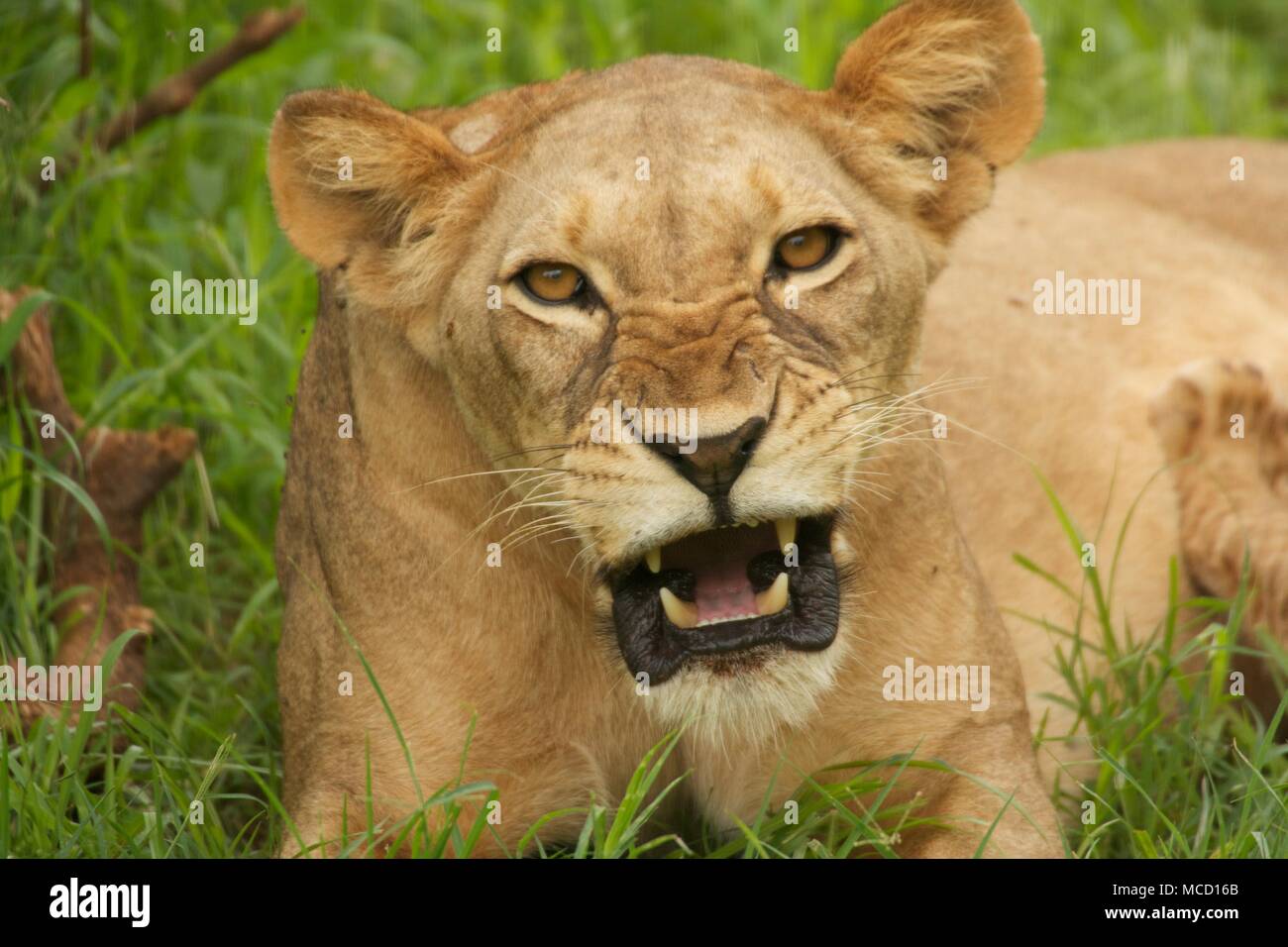 Protective lion mother hi-res stock photography and images - Alamy