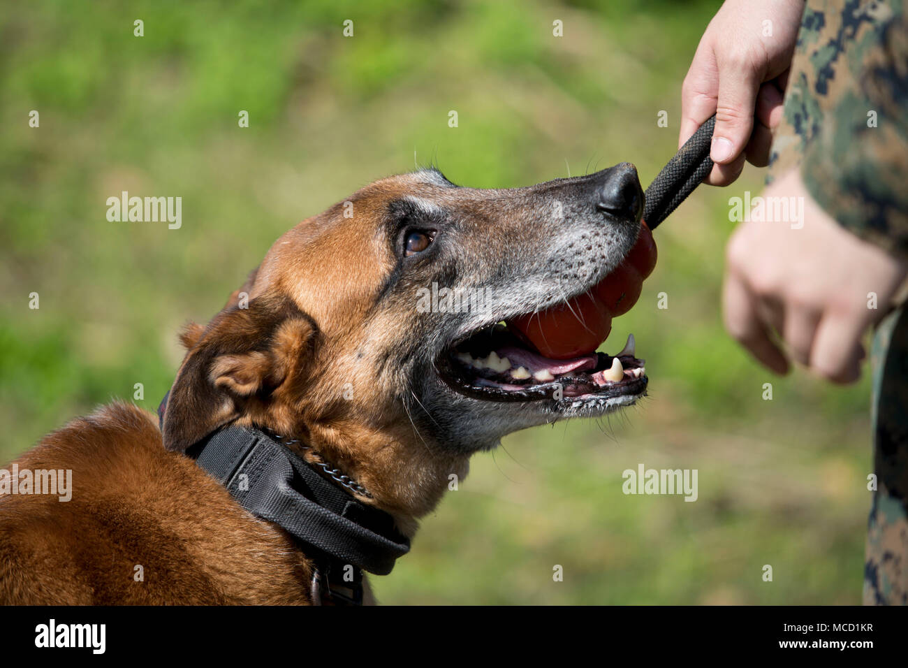 KADENA AIR BASE, OKINAWA, Japan –Military Working Dog Bbutler receives ...