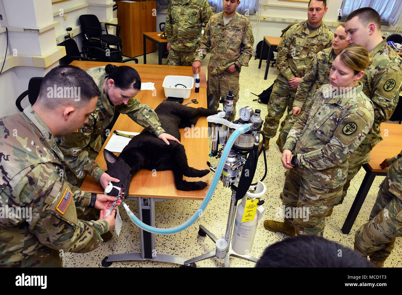 U.S. Army Sgt. Manuel Ivan Cervantes, animal care NCO, USARMY MEDCOM PH ...