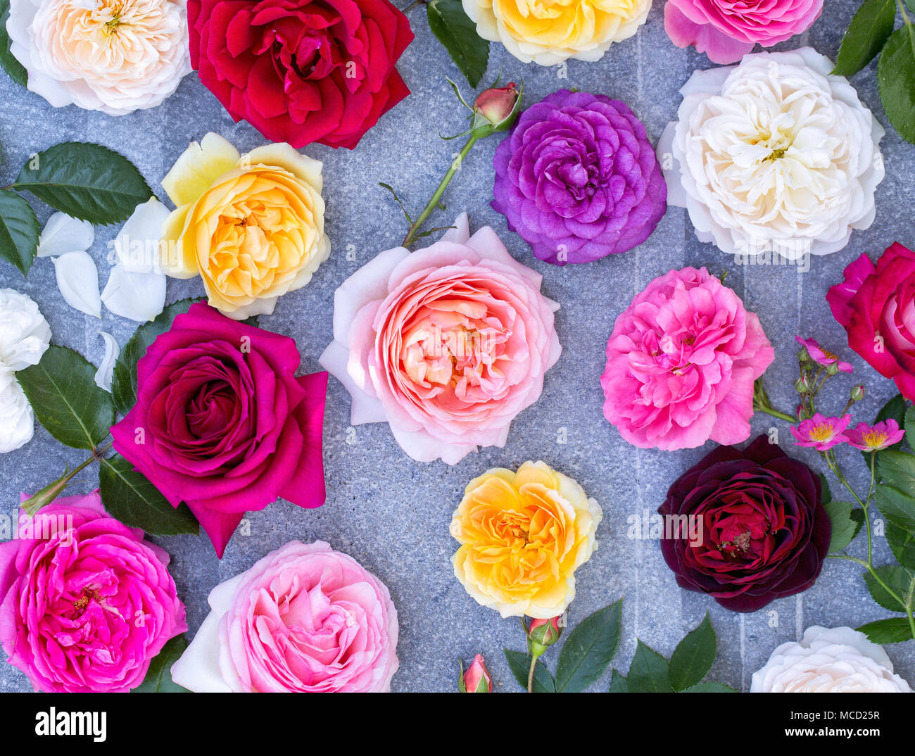 Collection of beautiful multi-colored roses, top view Stock Photo - Alamy