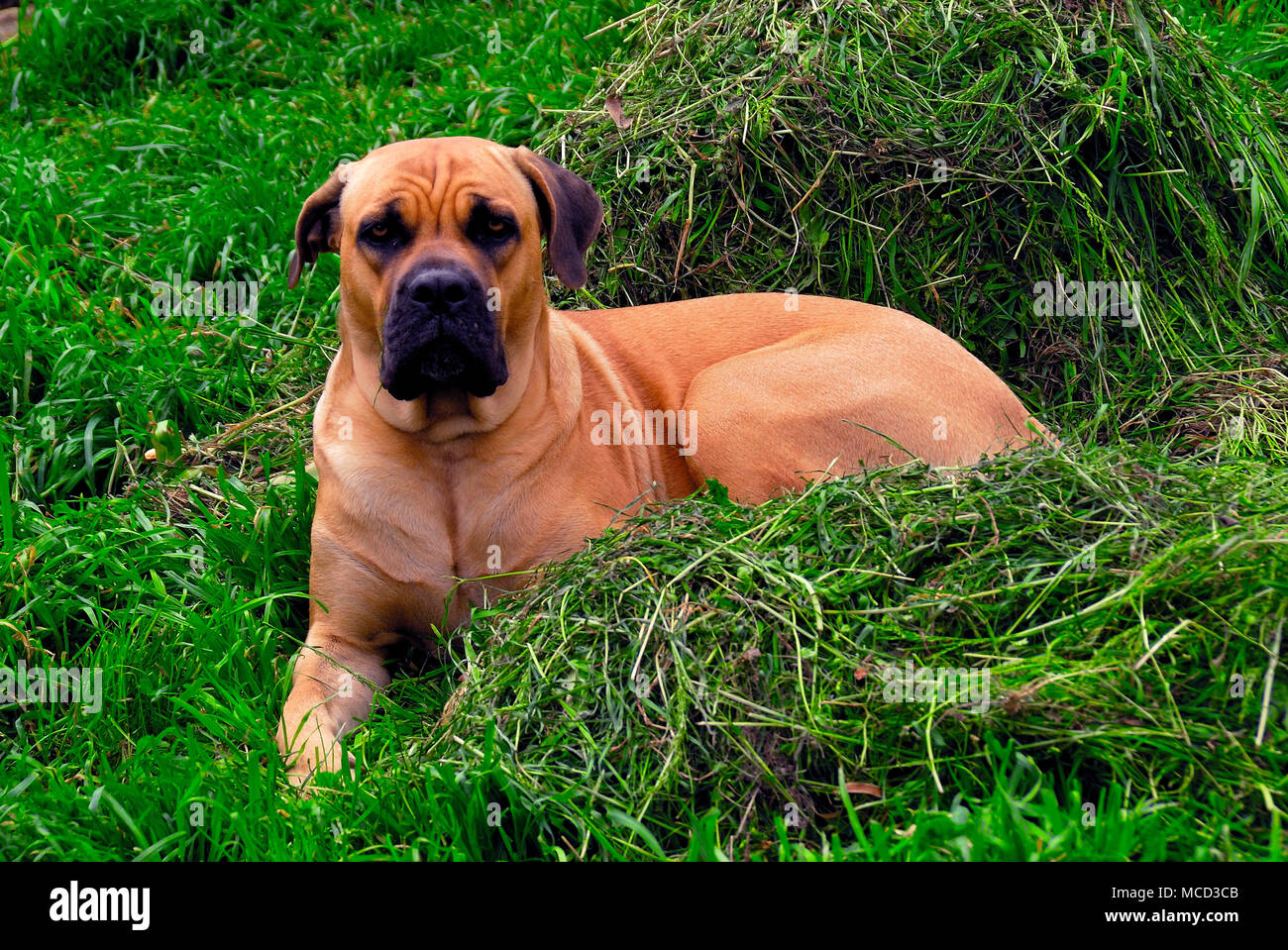 Molossian dog breed hi-res stock photography and images - Alamy