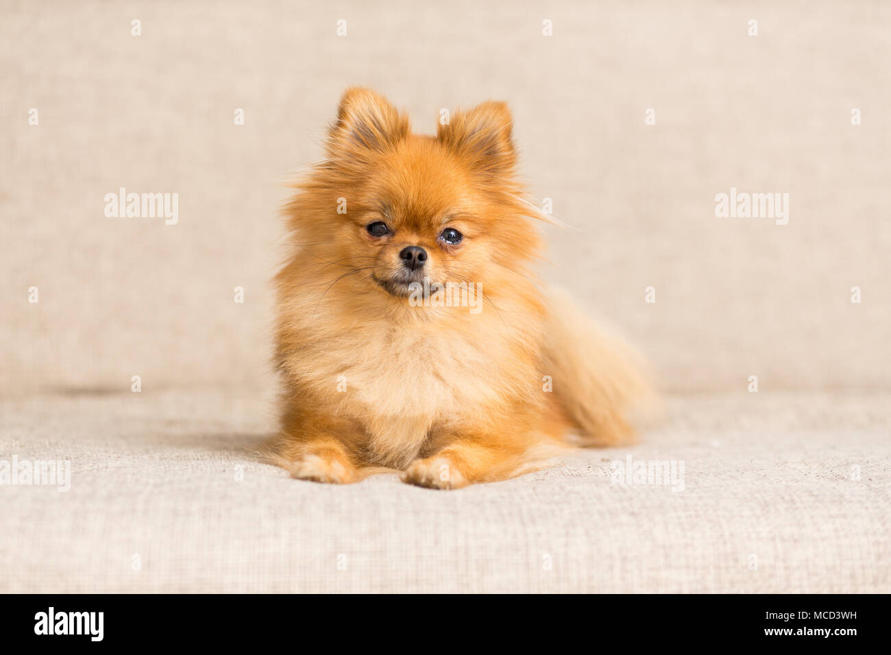 Miniature pomeranian dog hi-res stock photography and images - Alamy