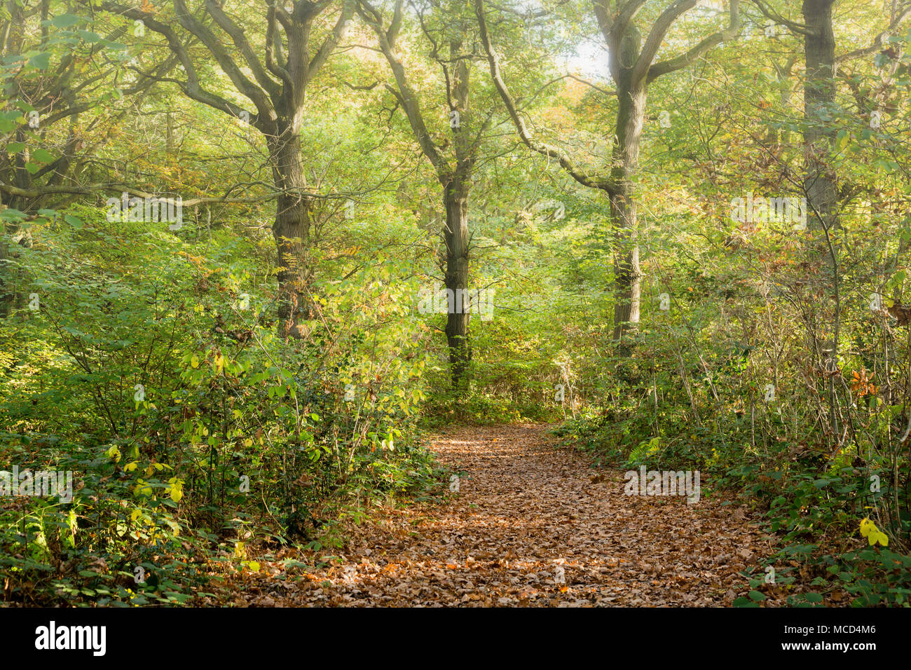 A woodland path in the ancient woodland of The Blean near Dunkirk, Kent ...