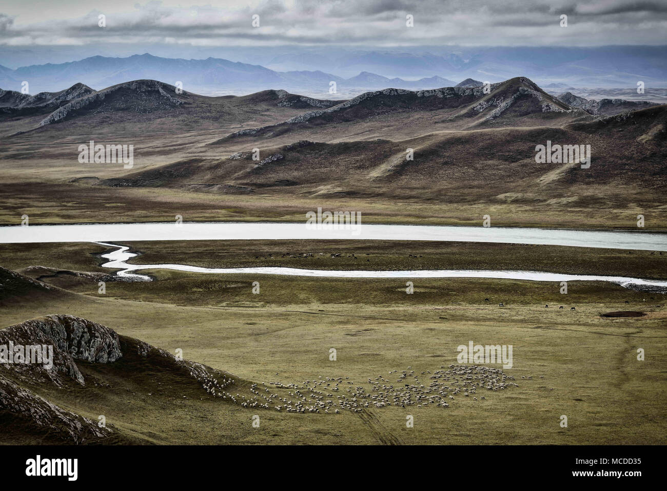 Grasslandxinjiang hi-res stock photography and images - Alamy
