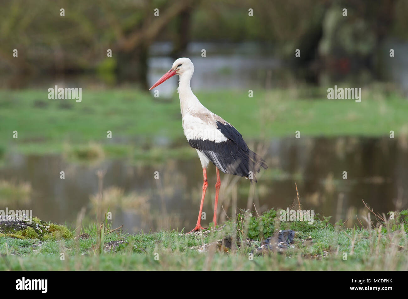 Rare british bird species hi-res stock photography and images - Alamy