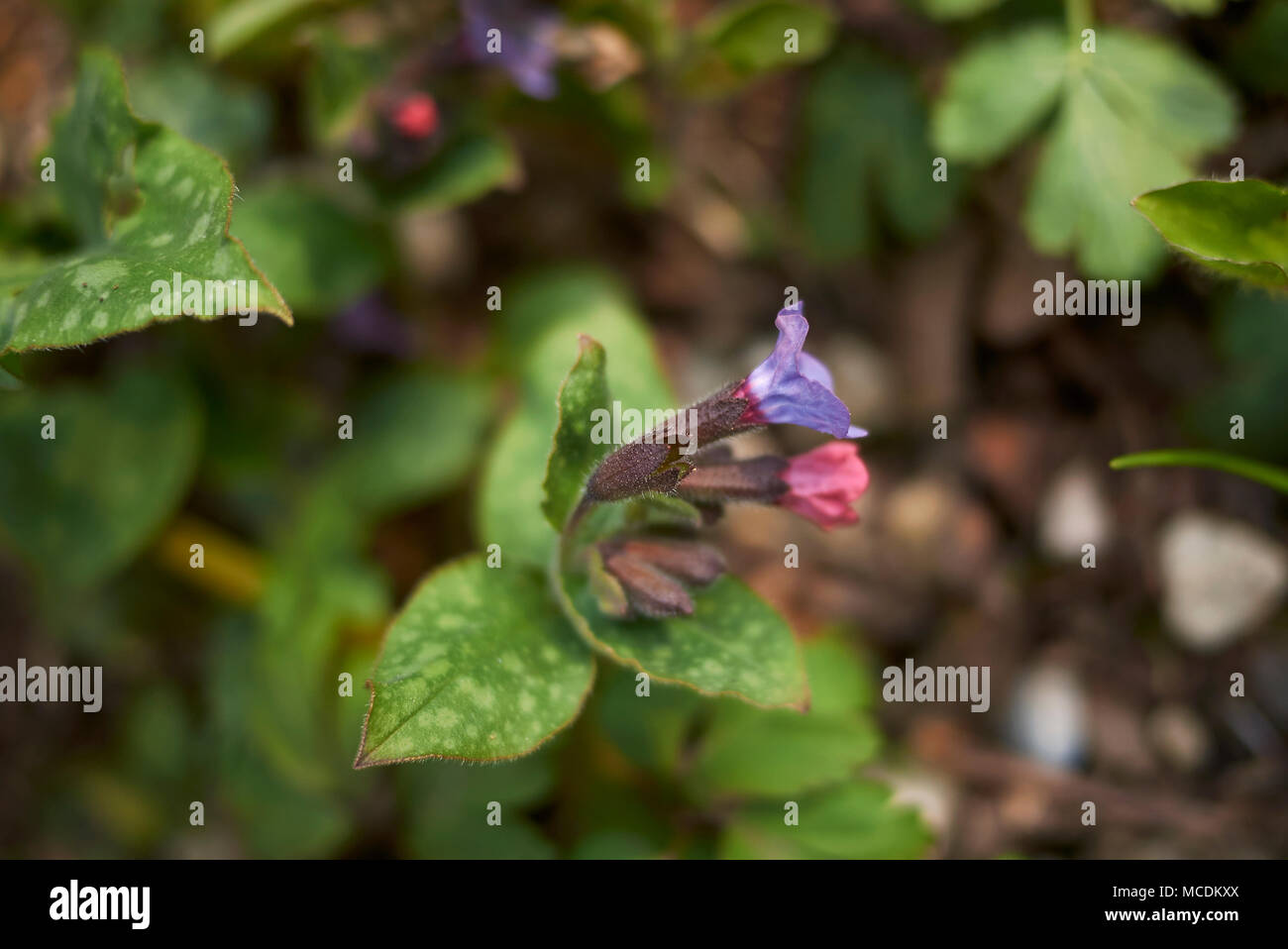 The spotted lungwort pulmonaria officinalis hi-res stock photography ...