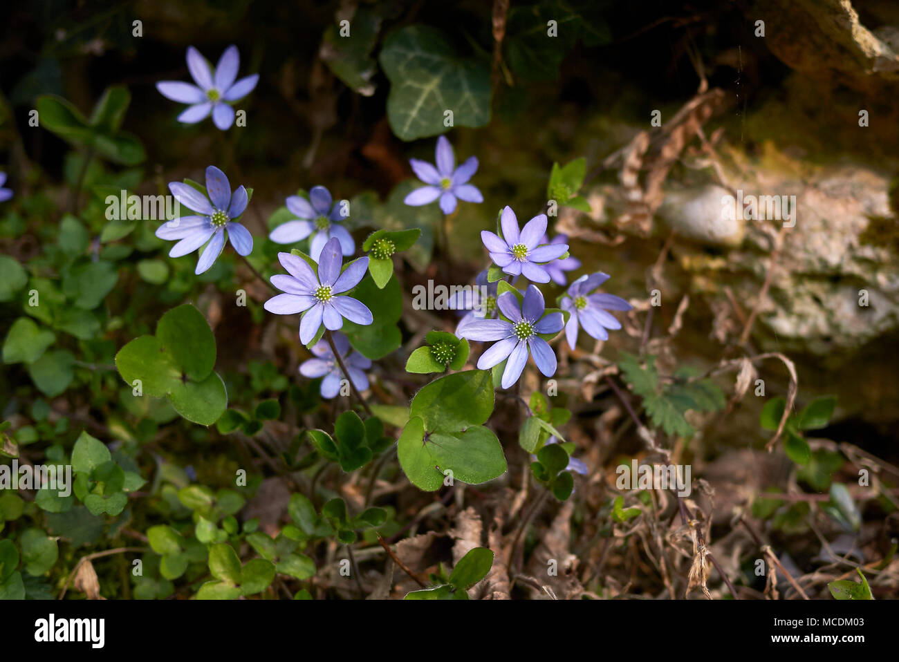 Liver leaf hepatica hi-res stock photography and images - Alamy