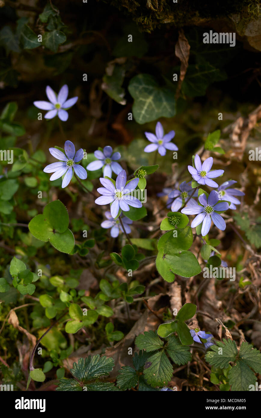 Liver leaf hepatica hi-res stock photography and images - Alamy