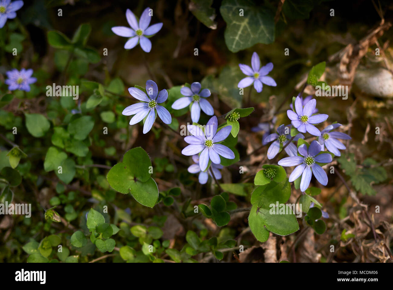 Liver leaf hepatica hi-res stock photography and images - Alamy