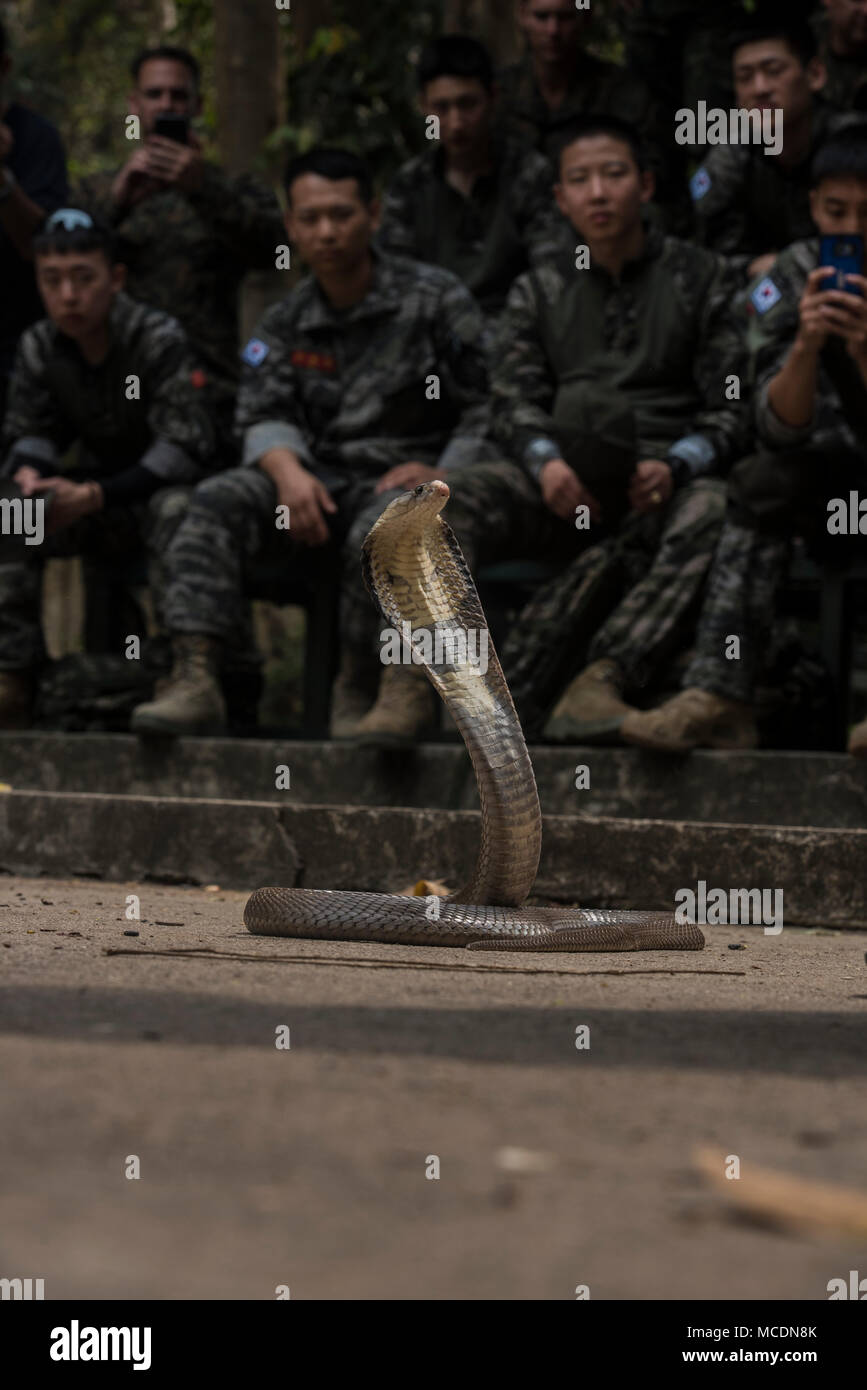 A cobra is poised to strike during a demonstration on how to safely ...