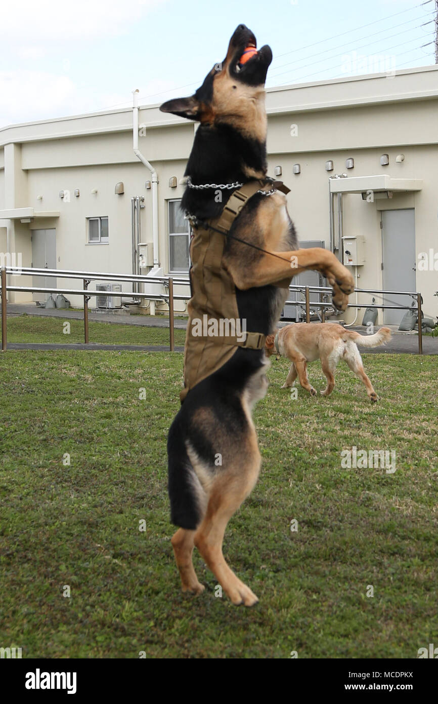 CAMP FOSTER, OKINAWA, Japan – Joseph, the German Shepherd, catches a ...