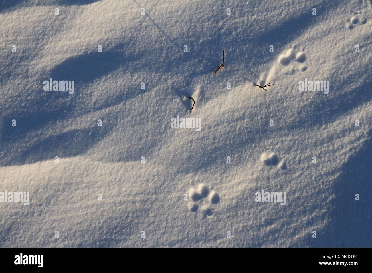 Dog paw print in snow hi-res stock photography and images - Alamy