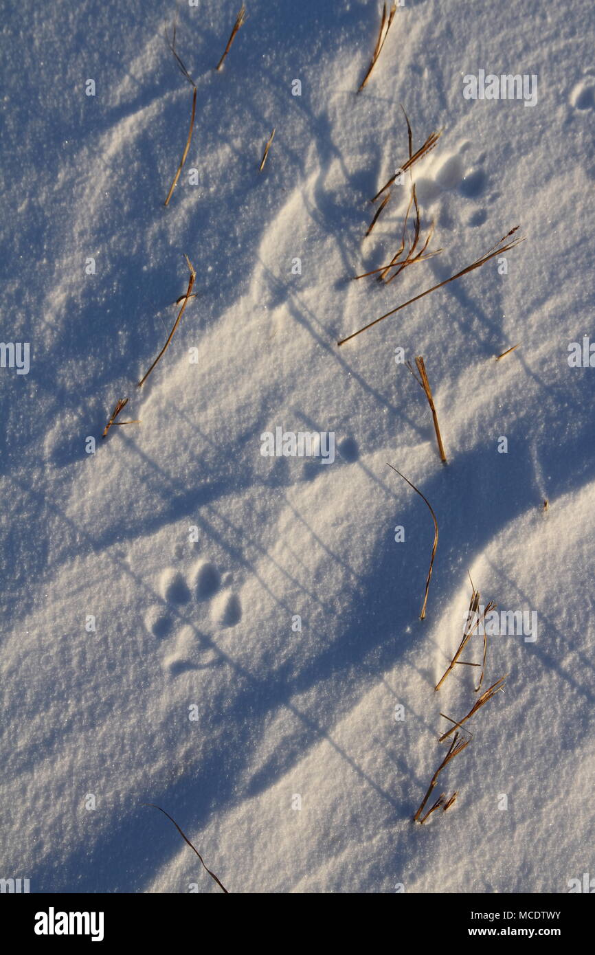 Animal paw prints in snow hi-res stock photography and images - Alamy