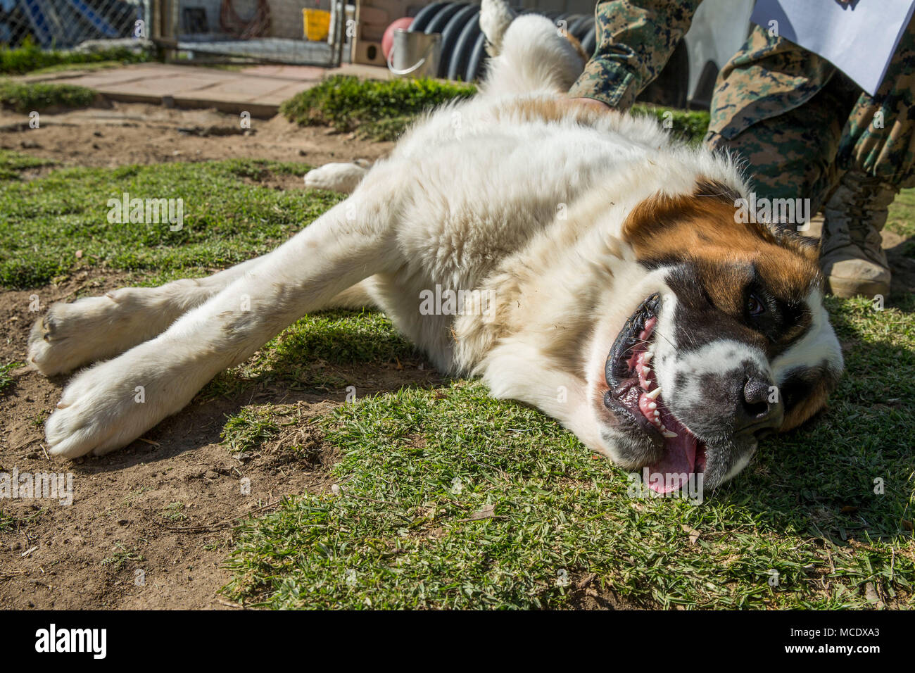 Dover is a one and a half year-old Saint Bernard. He is trained to sit ...