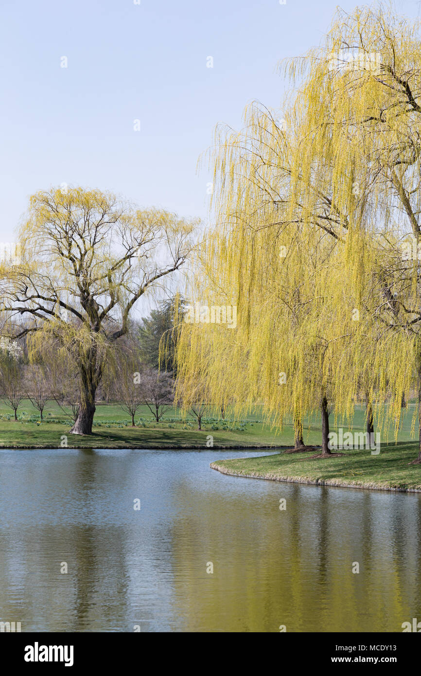 Weeping willow trees are blooming in early spring Stock Photo - Alamy