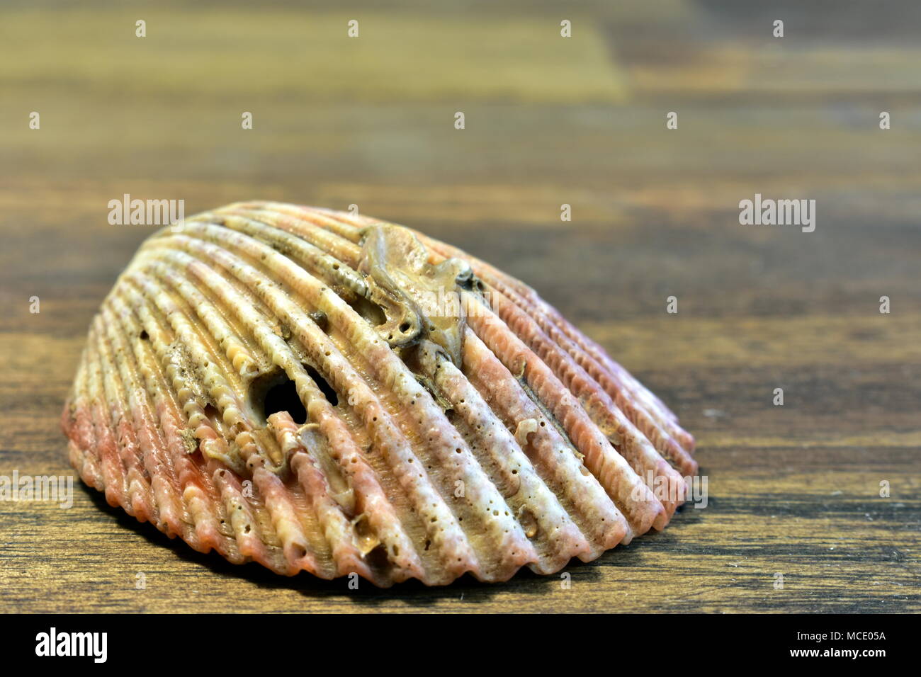 Shell clam hi-res stock photography and images - Alamy
