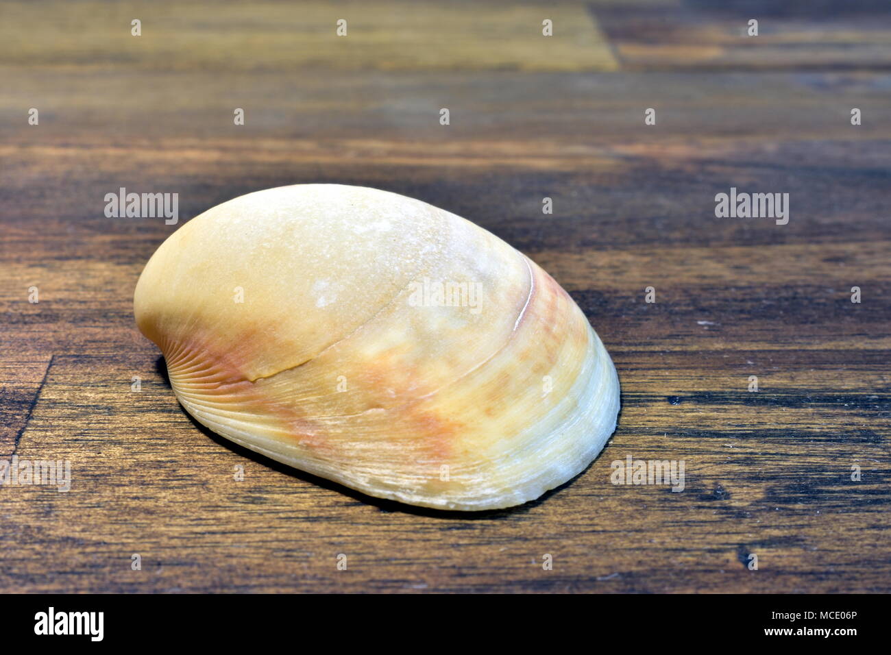 Invertebrate shell hi-res stock photography and images - Alamy