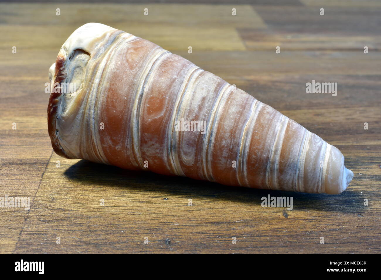 Cone shell hi-res stock photography and images - Alamy